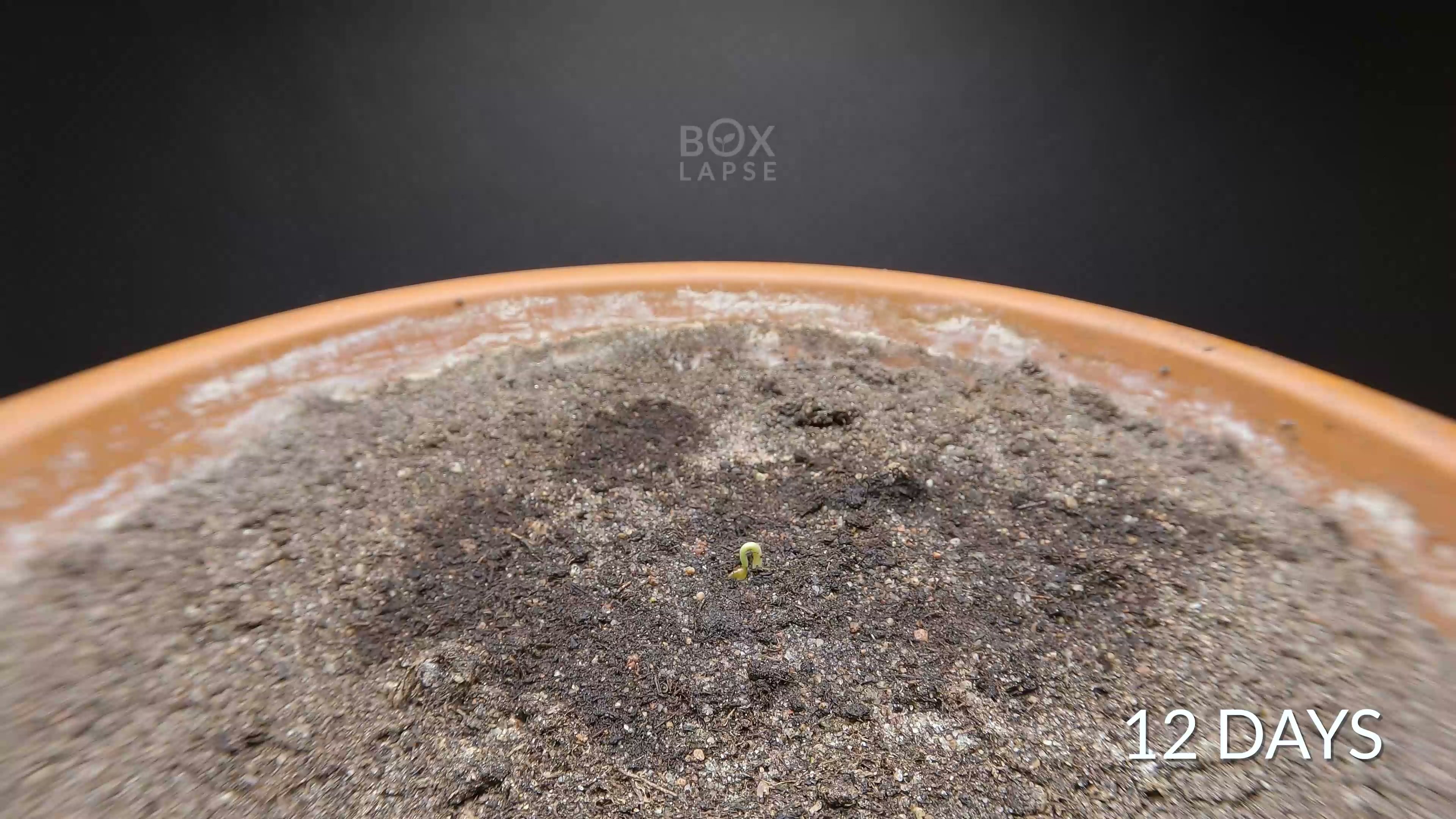 New rushes: watch this rice transform!