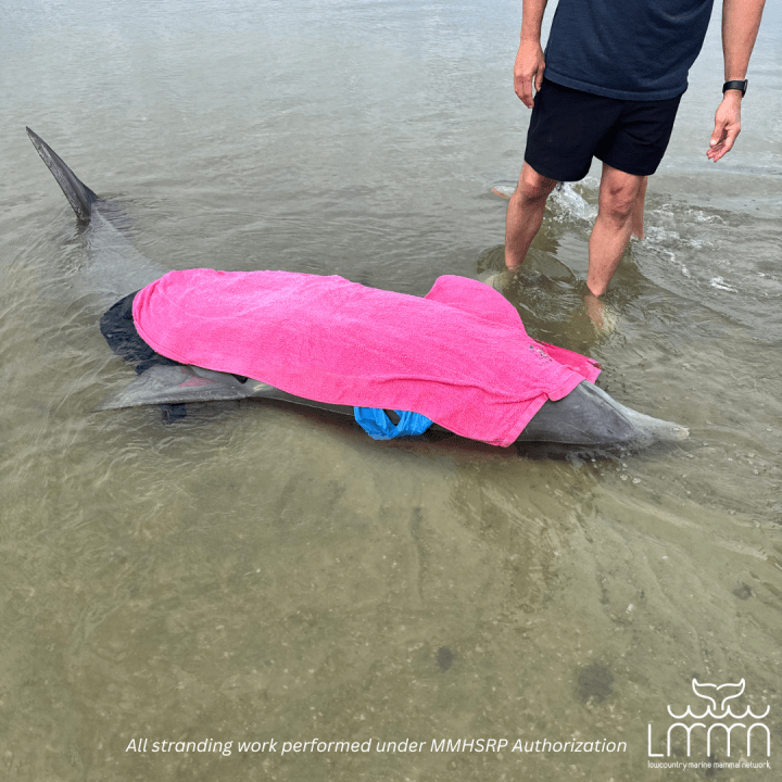 Lowcountry nonprofit rescues stranded dolphin on Hilton Head Island