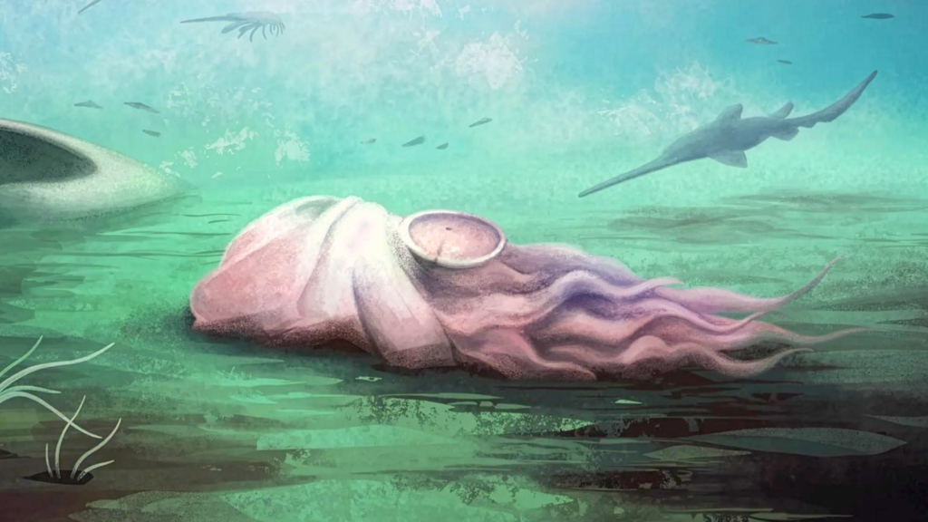 Scientists thought this was the world’s oldest octopus, but new ...