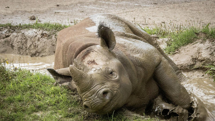 Little Rock Zoo introduces newest rhino