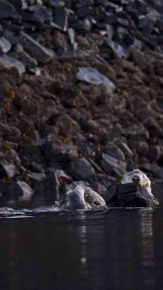 Wildlife photographer captures hilarious otter wrestling moment