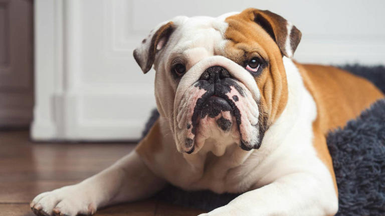 Bulldog realizes mom is talking to the vet — and her dramatic reaction ...
