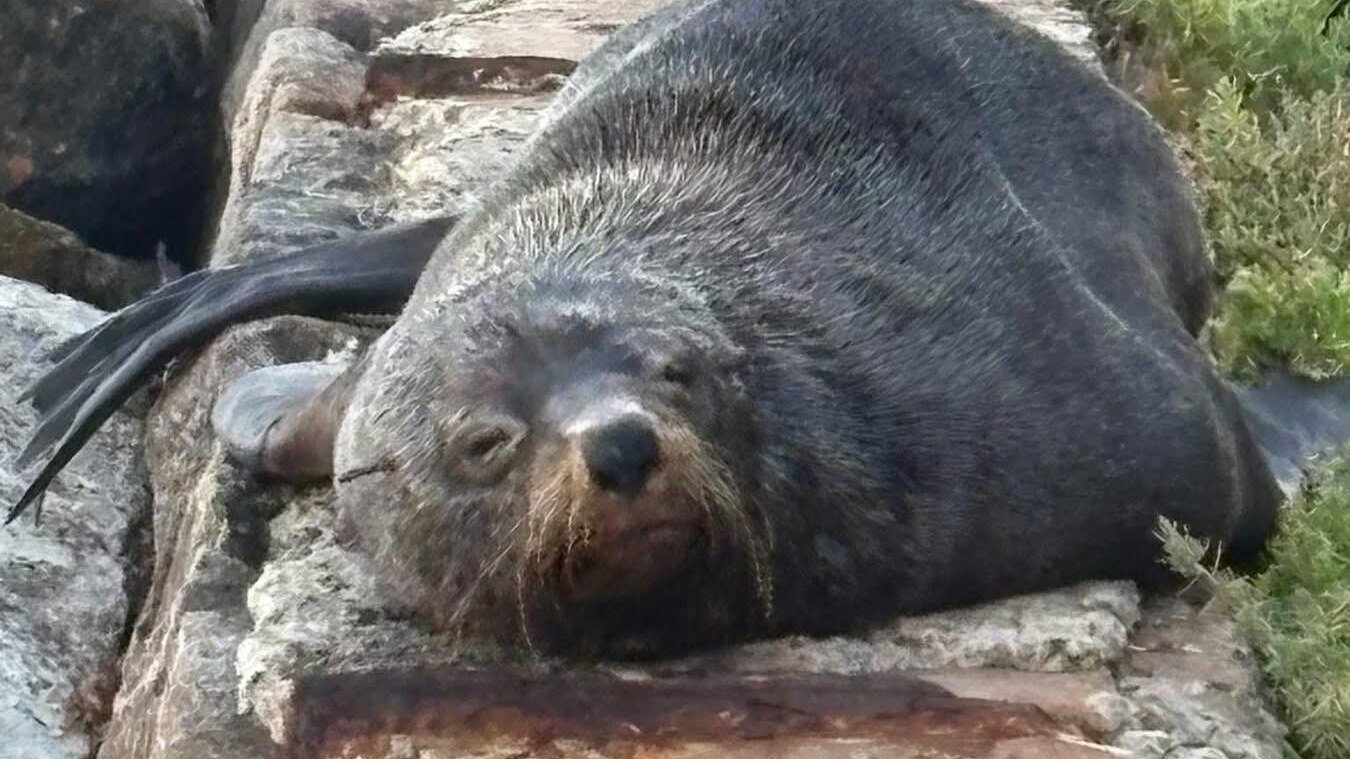 Community mourns as Mornington Peninsula seal Sammy believed dead