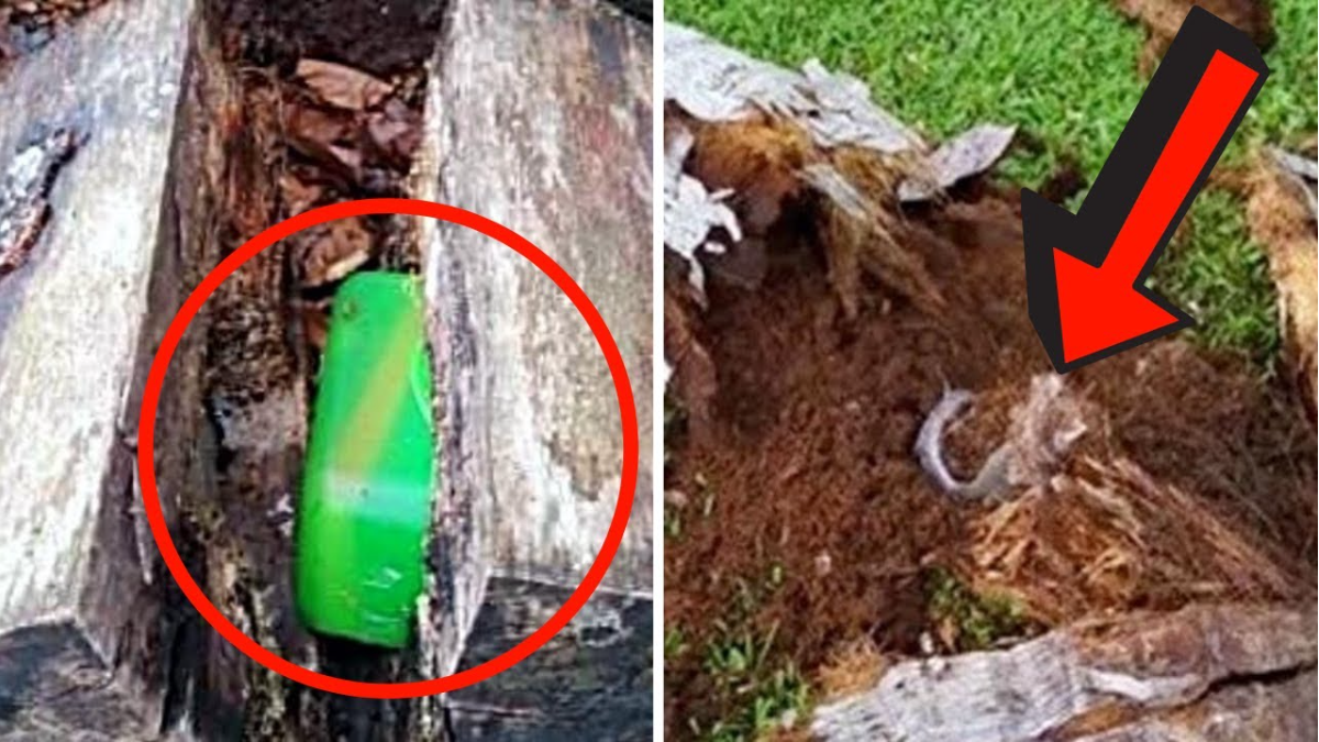 Ex police dog keeps barking at tree, dad finds a lot more than wood inside