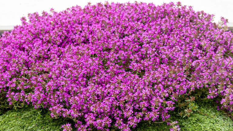 28 cascading ground covers to fill window boxes for added beauty