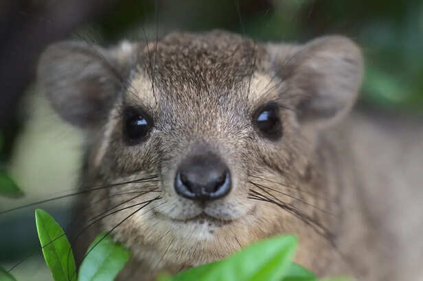 Why the world fell in love with this smiling animal