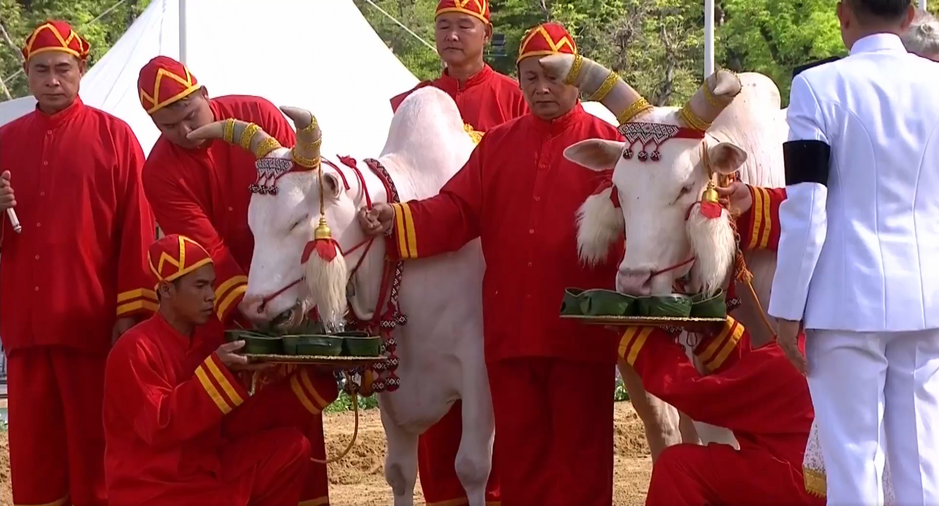 เปิดผลเสี่ยงทาย วันพืชมงคล 69 พระโค กินถั่ว-น้ำ-หญ้า-เหล้า