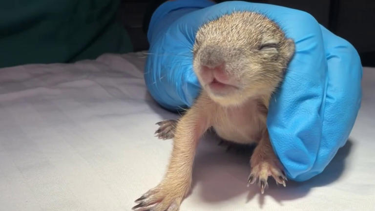 Bay Area wildlife rescuers helping keep baby animals safe during ...