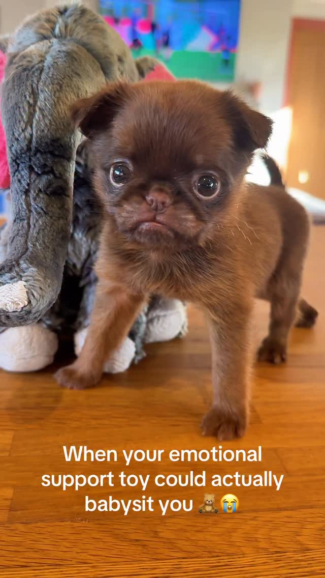 Why these dog mom moments are pure chaos and cuteness