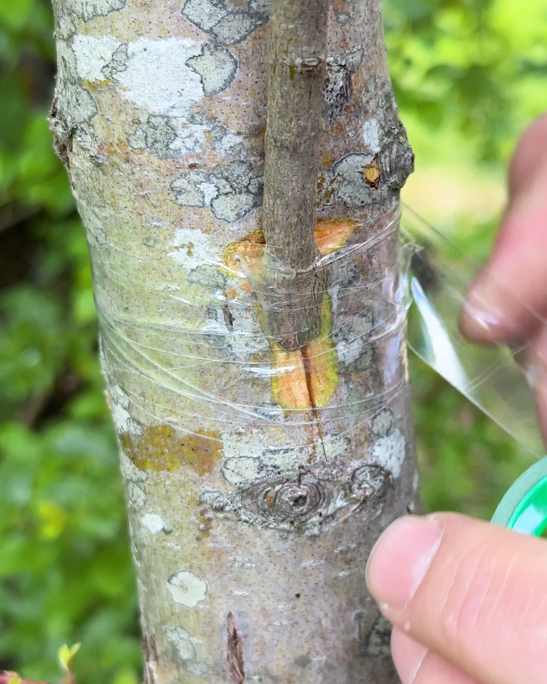 Grafting secrets revealed with this tip