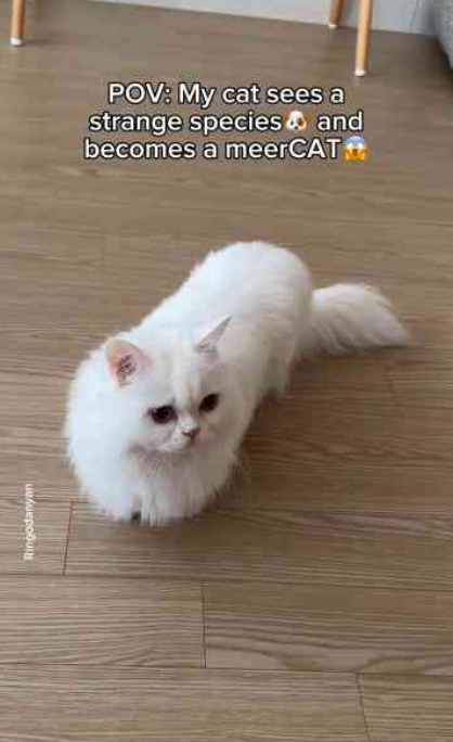 What did she see? Funny curious cat moment you’ll love
