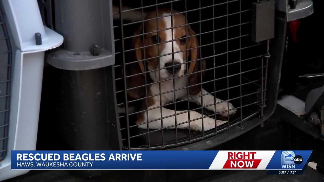 Beagles rescued from Ridglan Farms arrive at HAWS Waukesha