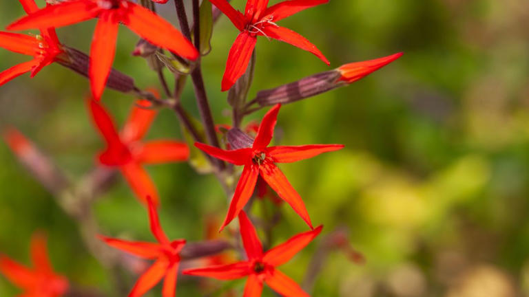 This native wildflower is sought after by hummingbirds: How to grow it