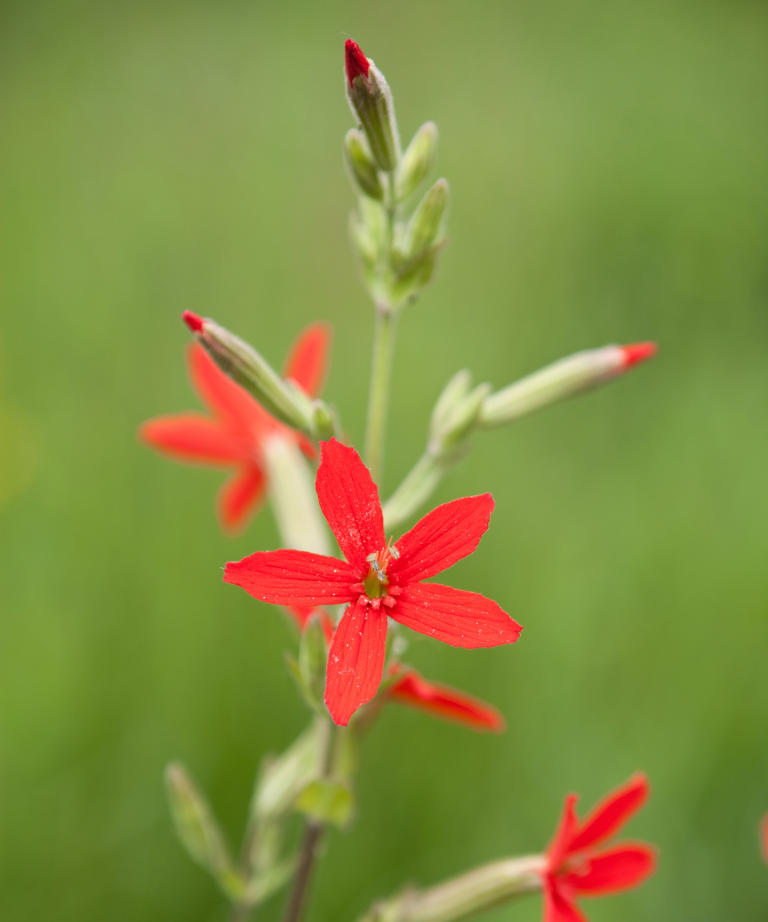 This native wildflower is sought after by hummingbirds: How to grow it