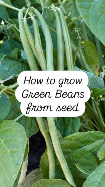 How to grow green beans from seed at home