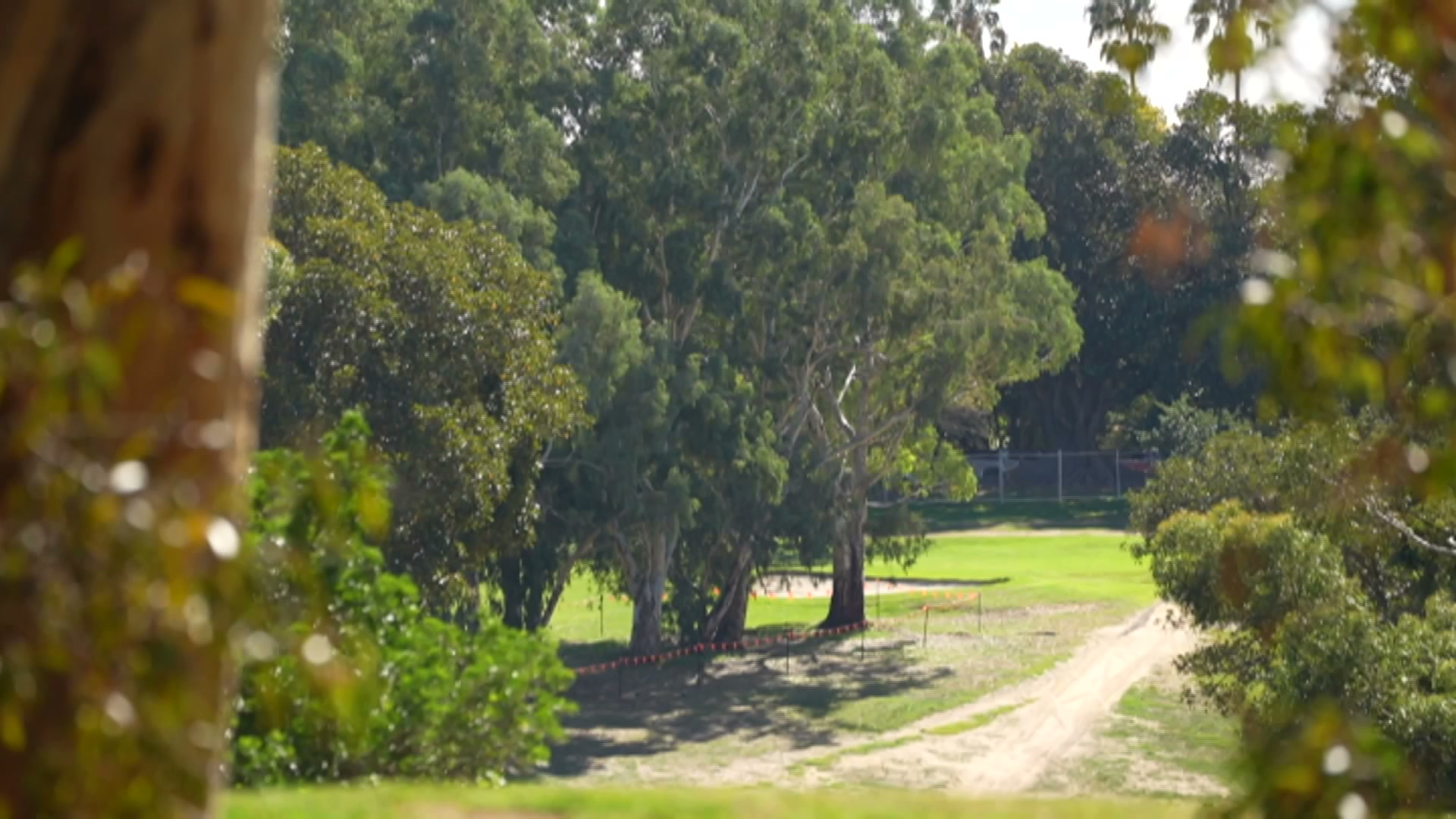 Wildlife carers fear possums and bird will be victims of tree felling ...