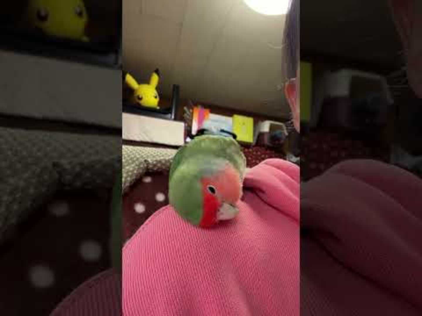 Bird listens curiously as owner whistles tune
