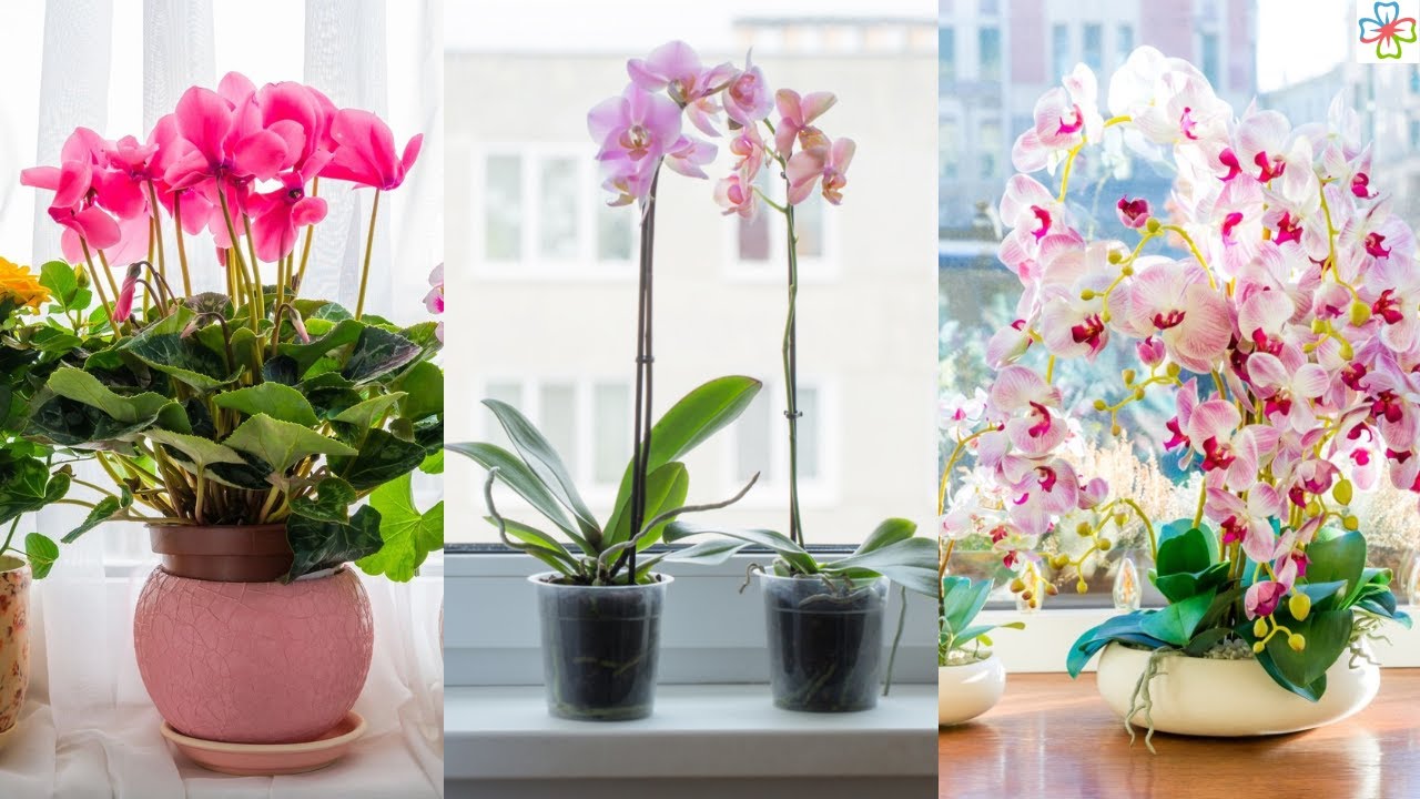 Creative indoor flower garden ideas for sunny windowsill spaces