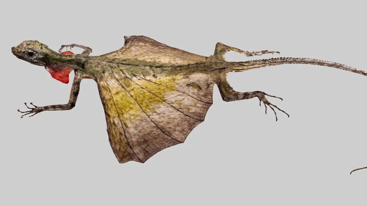 Draco lizard: The flying lizard that turns its ribs into wings