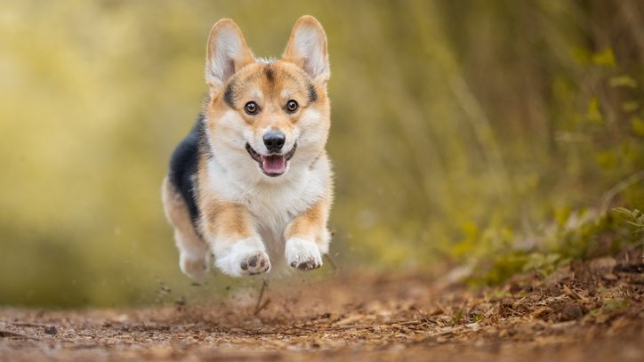 The best outdoor dog breeds