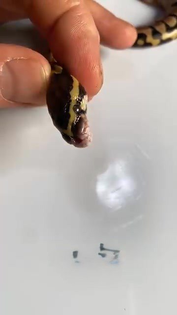 A surprising moment with a snake