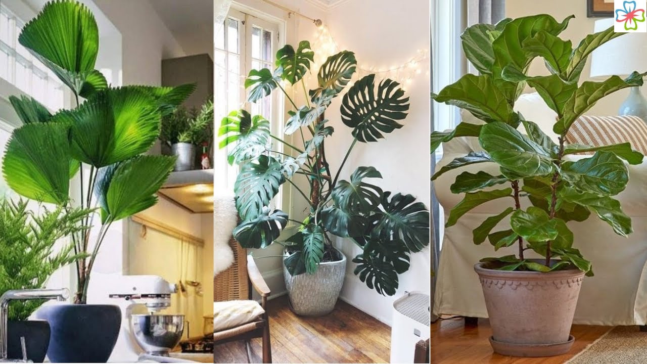 Amazing large leaf houseplants perfect for cozy indoor spaces
