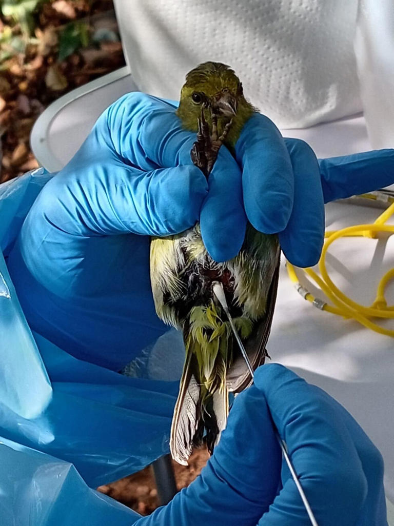Chile: la influenza aviar está afectando más a cisnes de cuello negro y ...