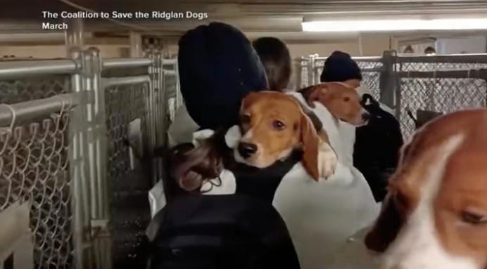 Beagles rescued from research lab arrive in California as SF activist ...