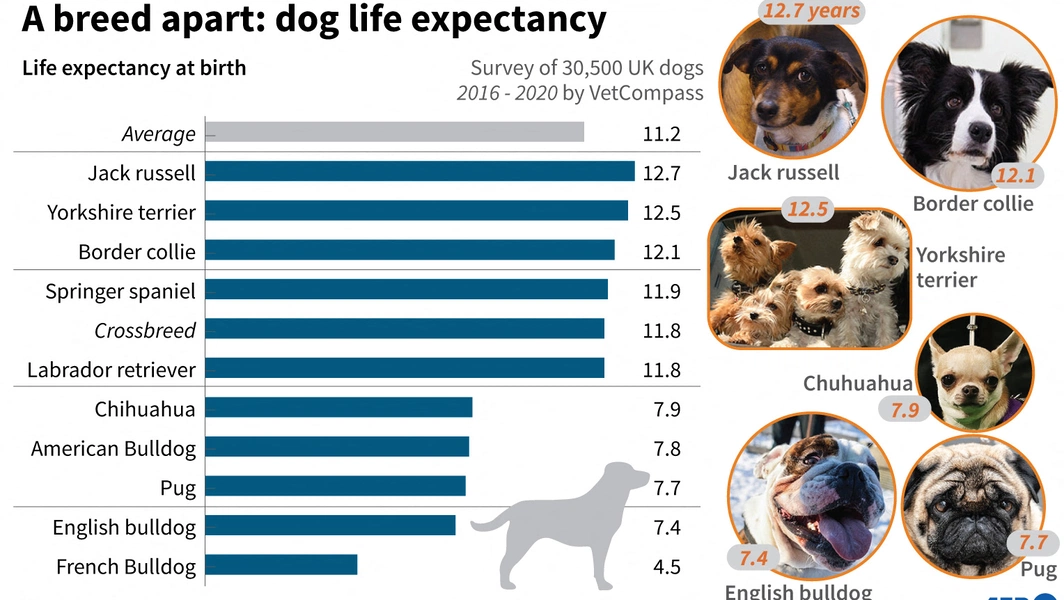 Rethinking your dog’s real age in human years