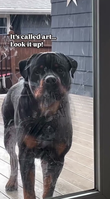Meet Lloyd Pawcasso the artistic rottweiler with big personality
