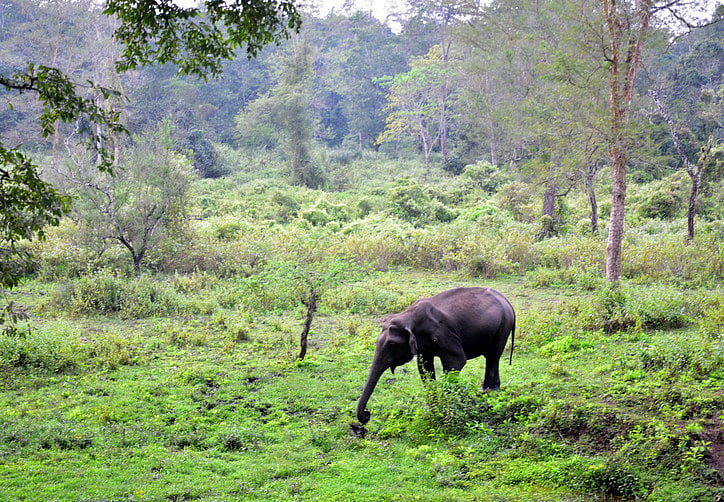 Two killed in wild elephant attacks in Nilgiris
