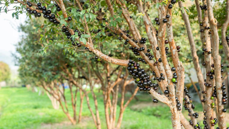 As 3 árvores ideais para plantar perto de muros: crescem rápido e ...