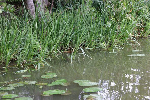 Pet owners taking dogs on walks near 'ponds or rivers' issued warning