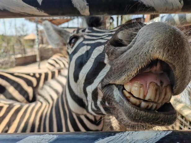 6 animal facts that sound too crazy to be real