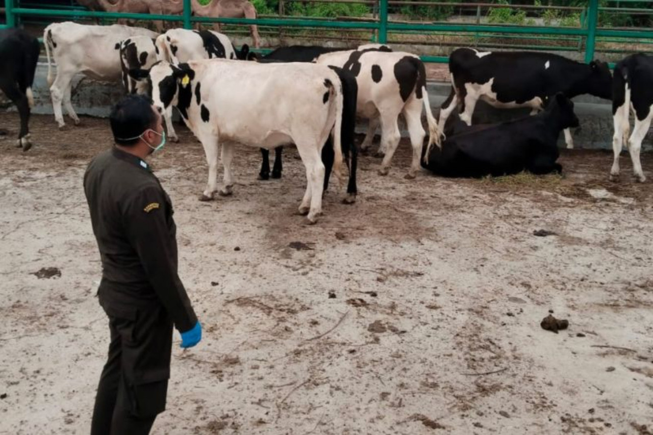 Target populasi sapi yang terancam akibat lonjakan harga impor