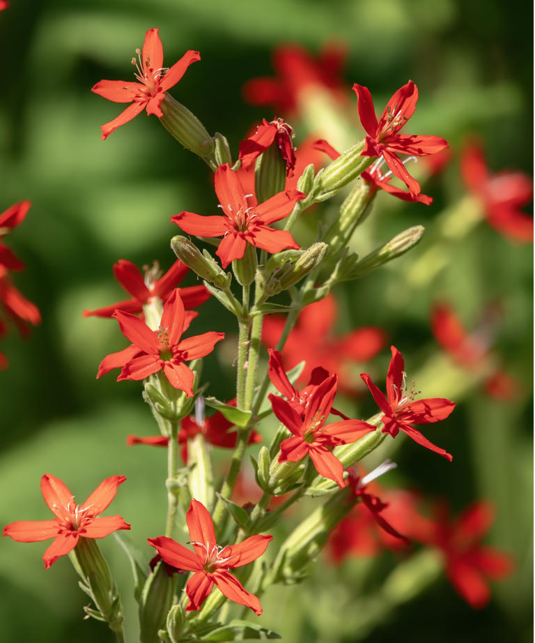 This native wildflower is sought after by hummingbirds: How to grow it