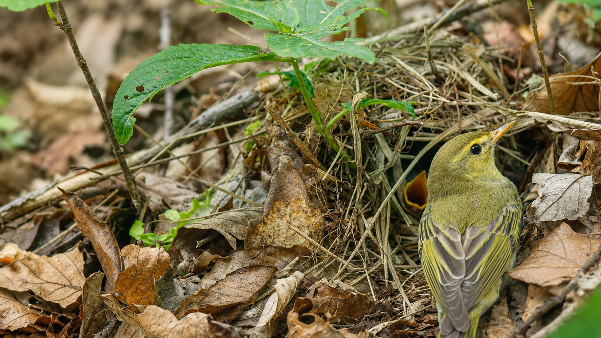 Hidden camera captures tiny forest bird guarding hidden nest