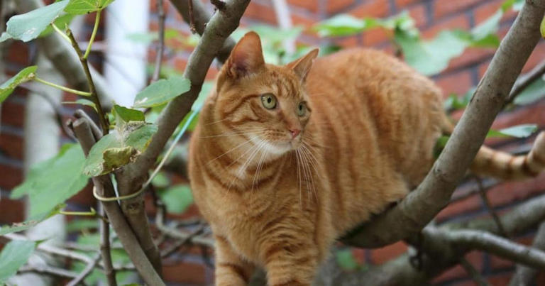 Bisa menular, ini penyebab scabies pada kucing dan cara mengobatinya