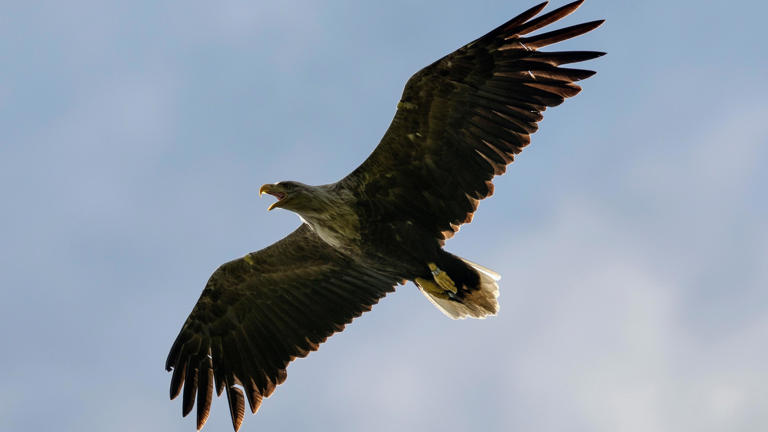 White-tailed eagles to be released in Exmoor despite farmer warnings