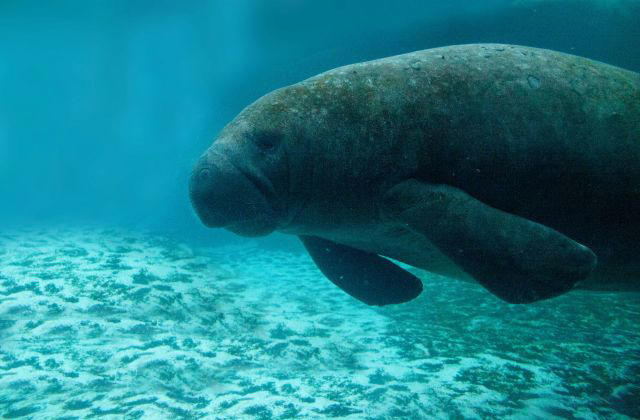 Florida manatee deaths surge as cold stress strains shrinking warm ...