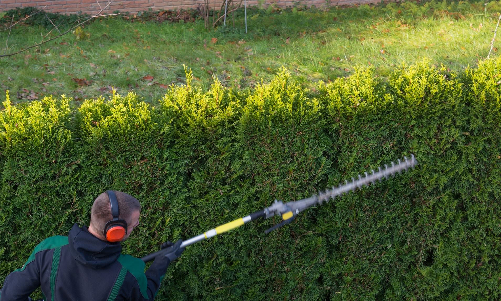 My hedge grows into my neighbour's garden: Can he force me to cut it?
