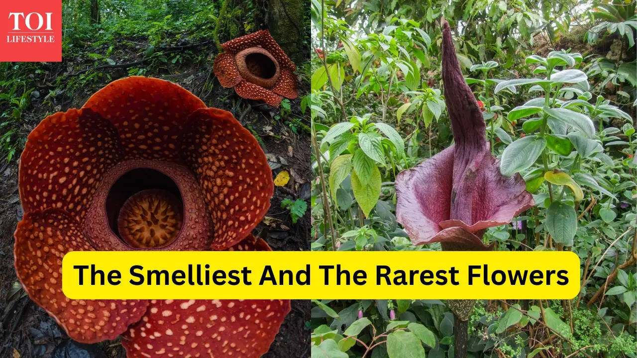 From the smelliest to the rarest: 7 flower species that have attracted ...