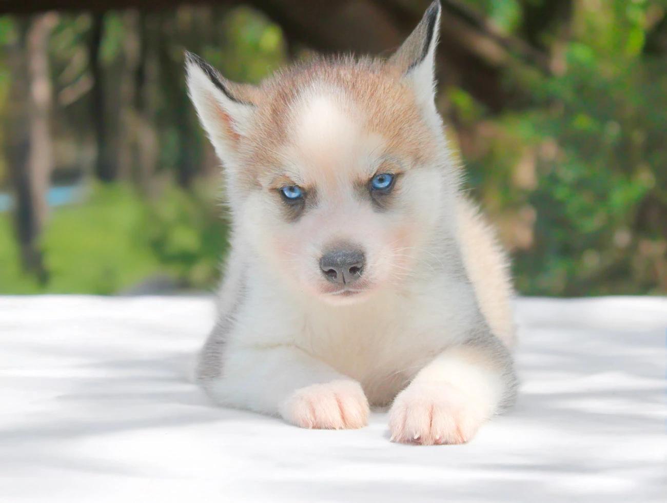Cucciola di husky lanciata da un camion in corsa: oggi ha imparato di ...
