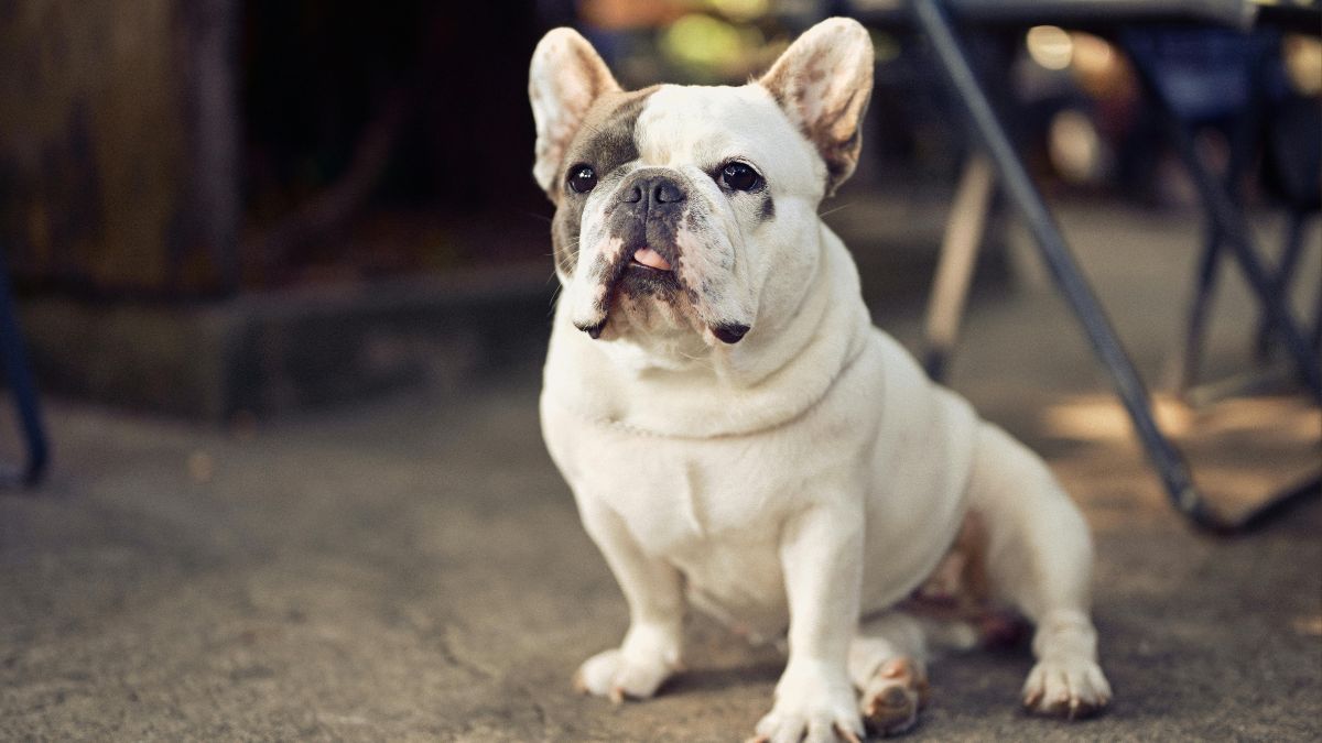 The pups that prove you don’t need a garden gate to give a dog a great life