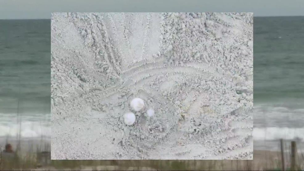 Emerald Isle records first sea turtle nest of the season on its 12-mile ...