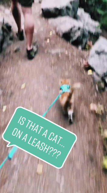 Leash trained cat enjoys outdoor adventure walks