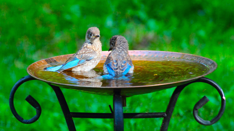 Do copper birdbaths really prevent algae growth?