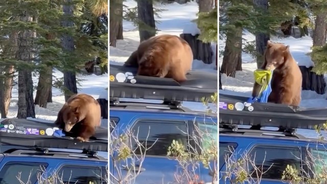 Wild video of a bear ripping into vehicle's roof rack sparks debate ...