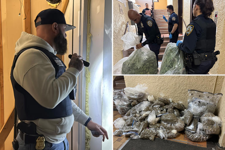 Police enforcing eviction order recover 300 pounds of illegal marijuana ...
