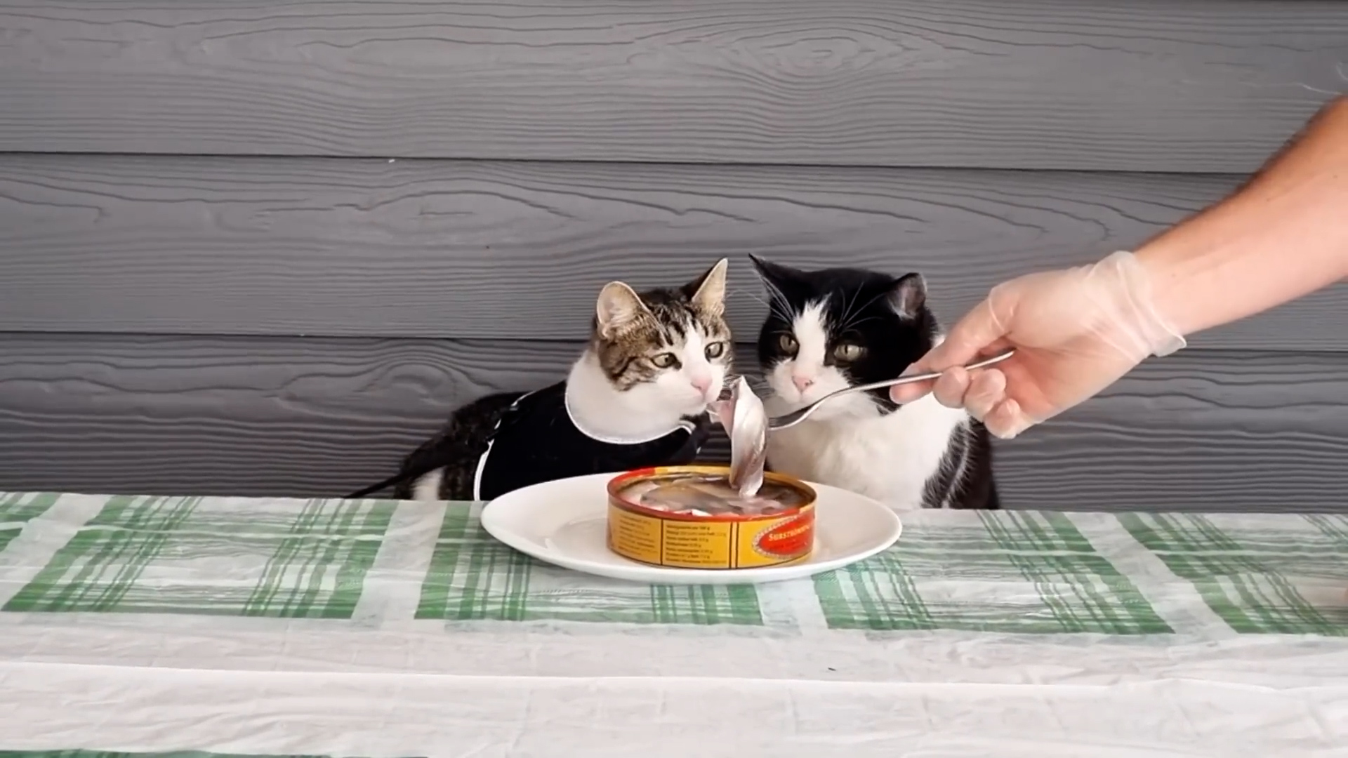 Katten proberen het stinkendste eten
